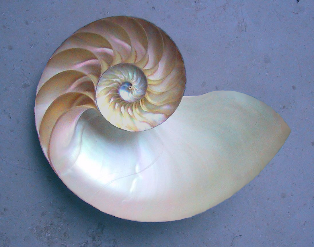 ATLAS: SHELLS – Imagine Aliens